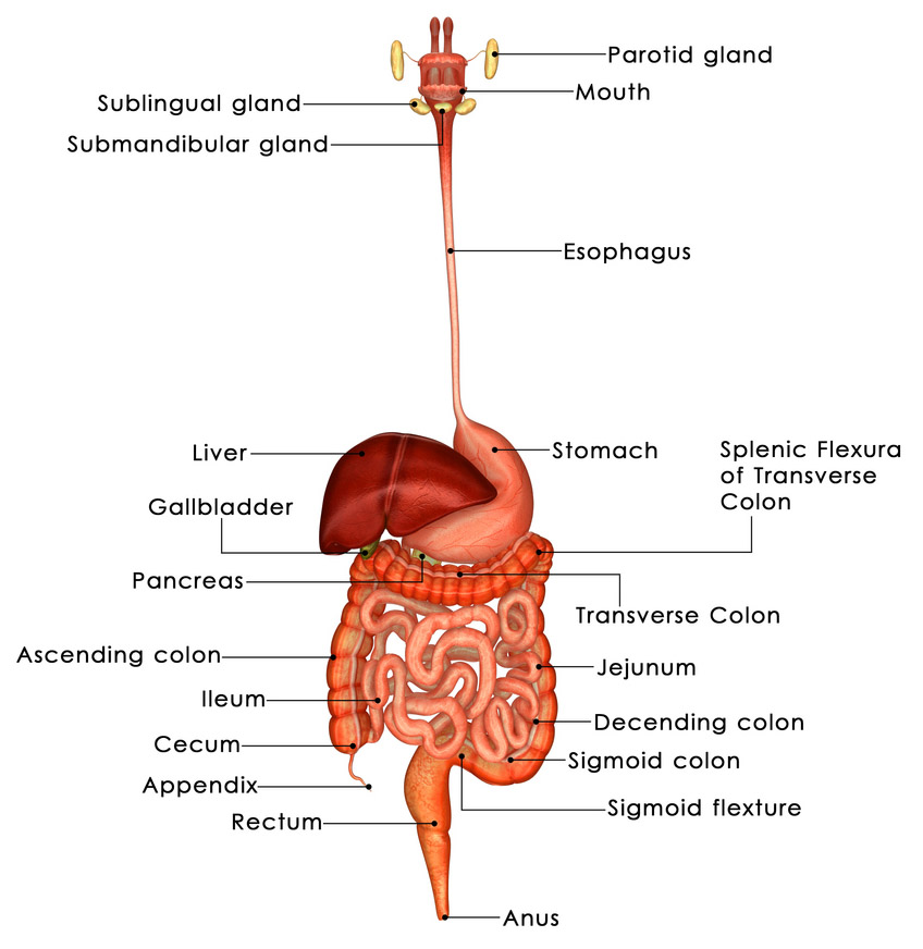 How The Digestive System Works Ibdrelief